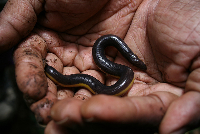 Species New to Science: [Herpetology • 1986] Ichthyophis longicephalus ...