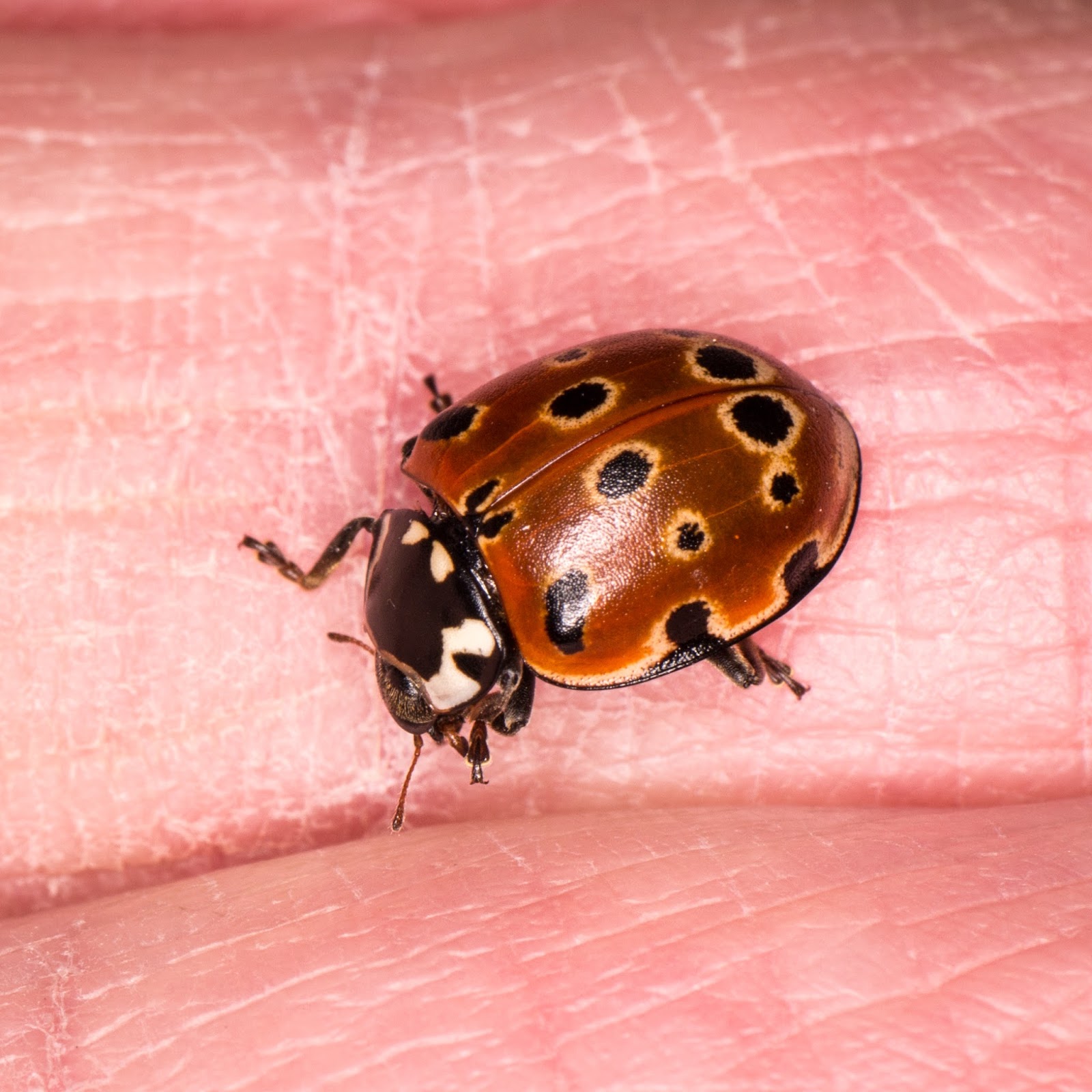 TrogTrogBlog: Eyed ladybird