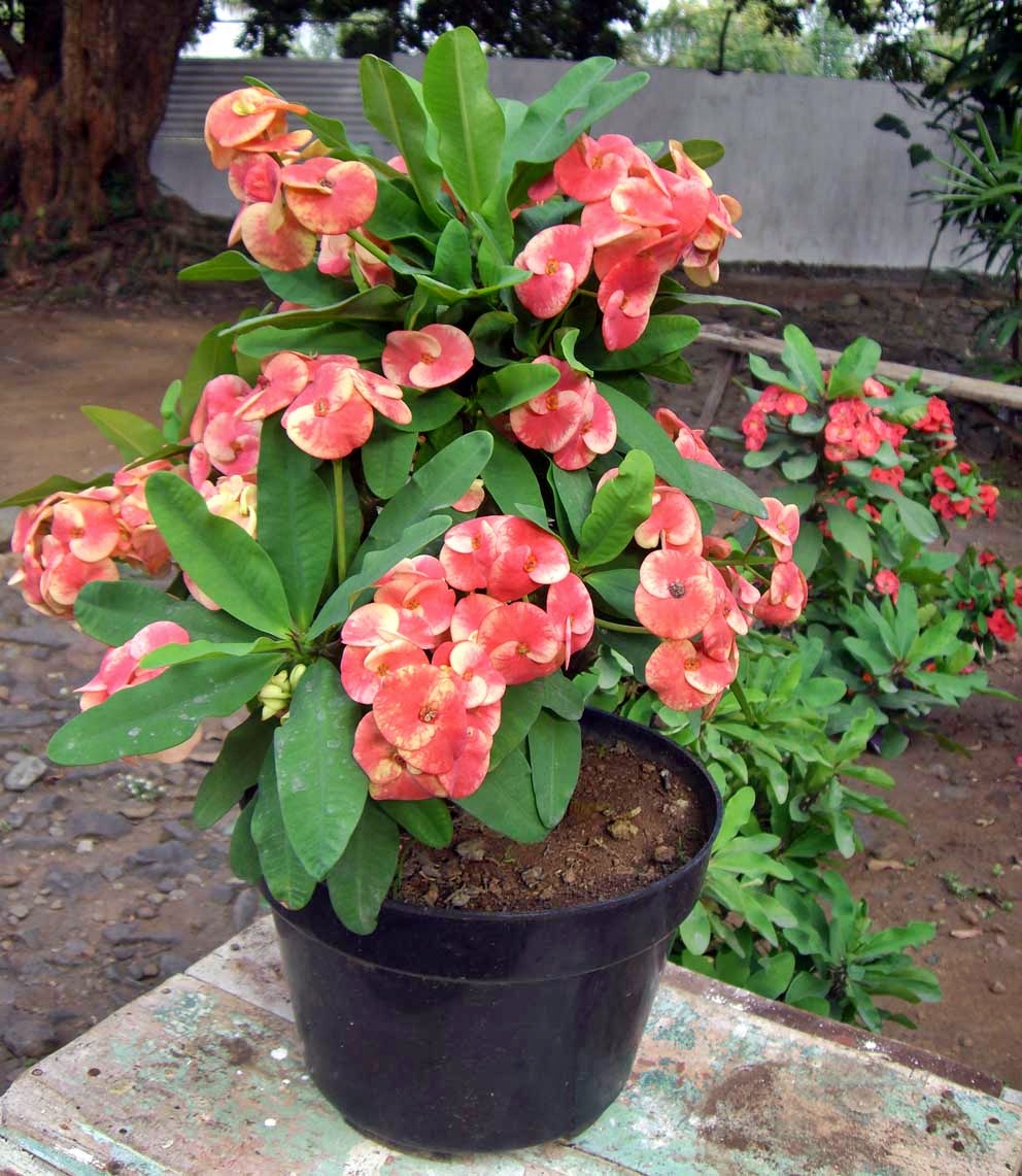 Budidaya Tanaman Hias Euphorbia serta Puring - BUDIDAYAKU