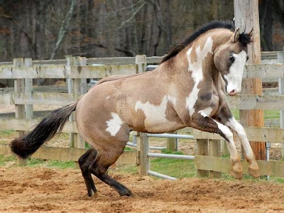 Los Caballos: Pelajes: Overo