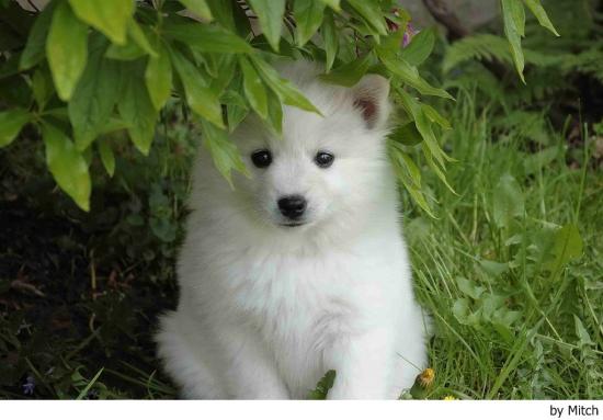 El Universo Canino - Metropolis Canina - El Mundo De Los Perros ...