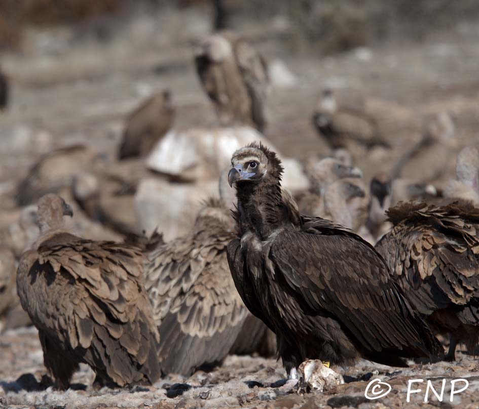 Natur-al-Andalus: Species Profile - The Eurasian Black Vulture