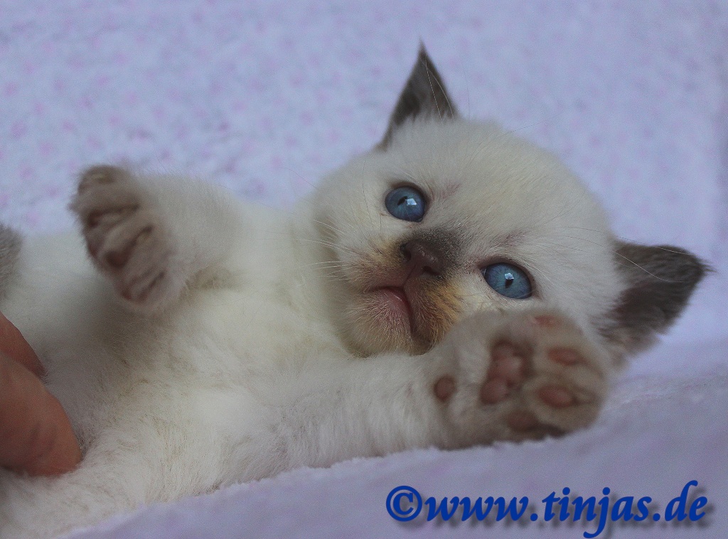 Britisch Kurzhaar (BKH) Kitten und Britisch Langhaar Katzenbabys ...