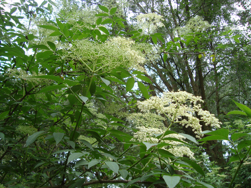 Healing Weeds: Elder