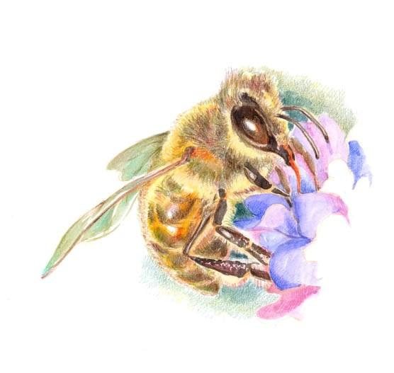 CORONA APICULTORES: DATOS CURIOSOS DE LAS ABEJAS CORONA APICULTORES: DATOS CURIOSOS DE LAS ABEJAS