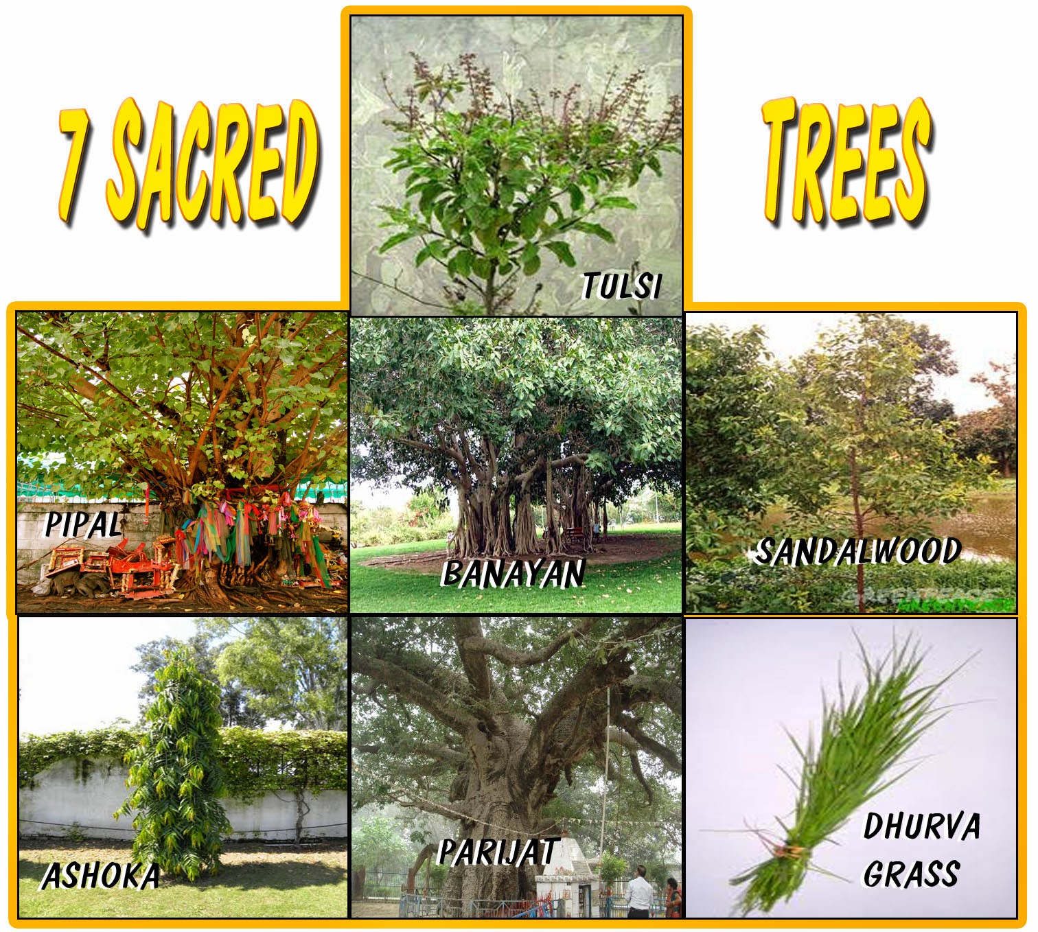 Names Of Indian Trees