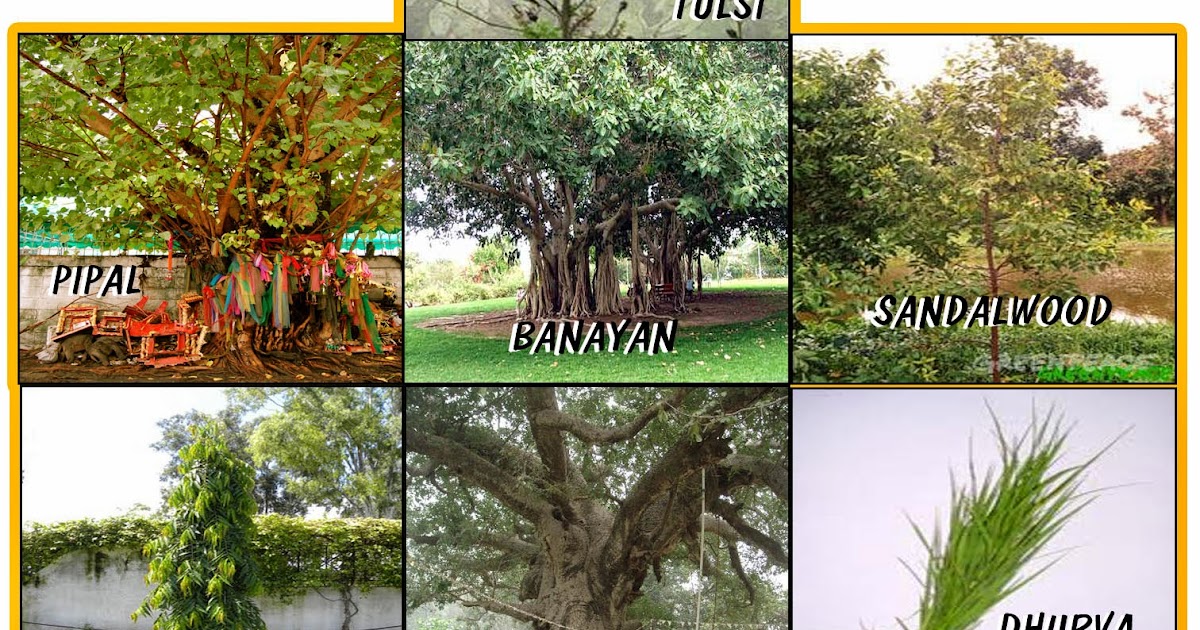 QUESTION ANSWERED ABOUT 7 SACRED TREES - HINDU MYTHOLOGY - The Hidden Truth