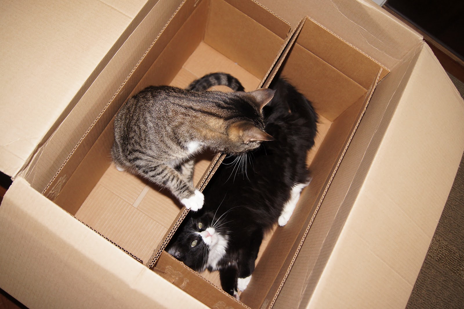 AB^2 + X + 2c: 1 boy + 2 cats + 3 boxes = recipe for cuteness
