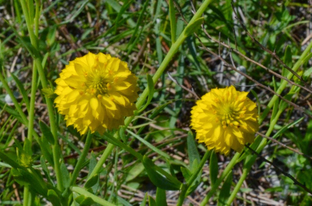 Space Coast Wildflowers: Malabar Scrub Sanctuary, Trial Inventory, May ...
