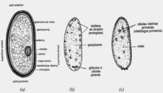 Desarrollo Embrionario de los Insectos : diciembre 2014