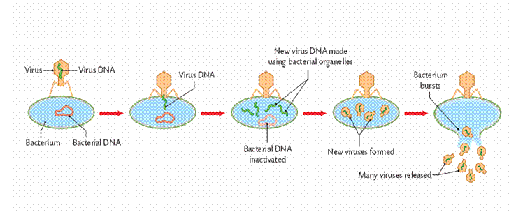 Physics ISU Book Report: The Matter Myth