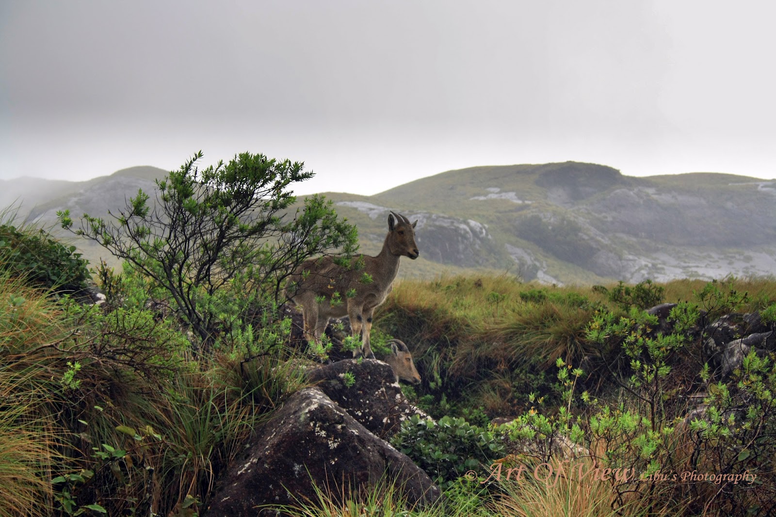 Raja Mala ( Eravikulam National Park) | Art Of View
