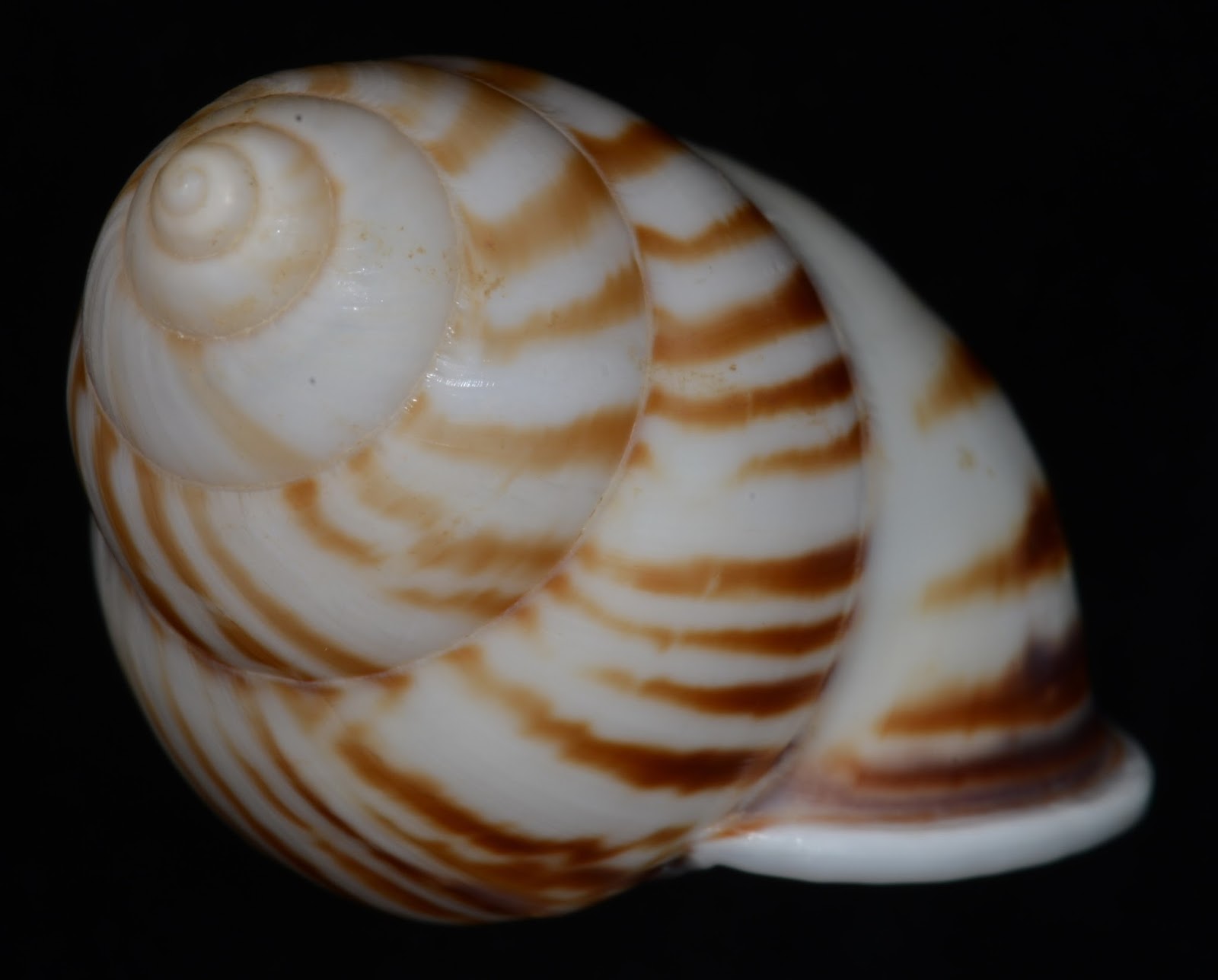 Dr. Lee's Gallery Museum: Amphidromus perversus borneensis 47.25mm