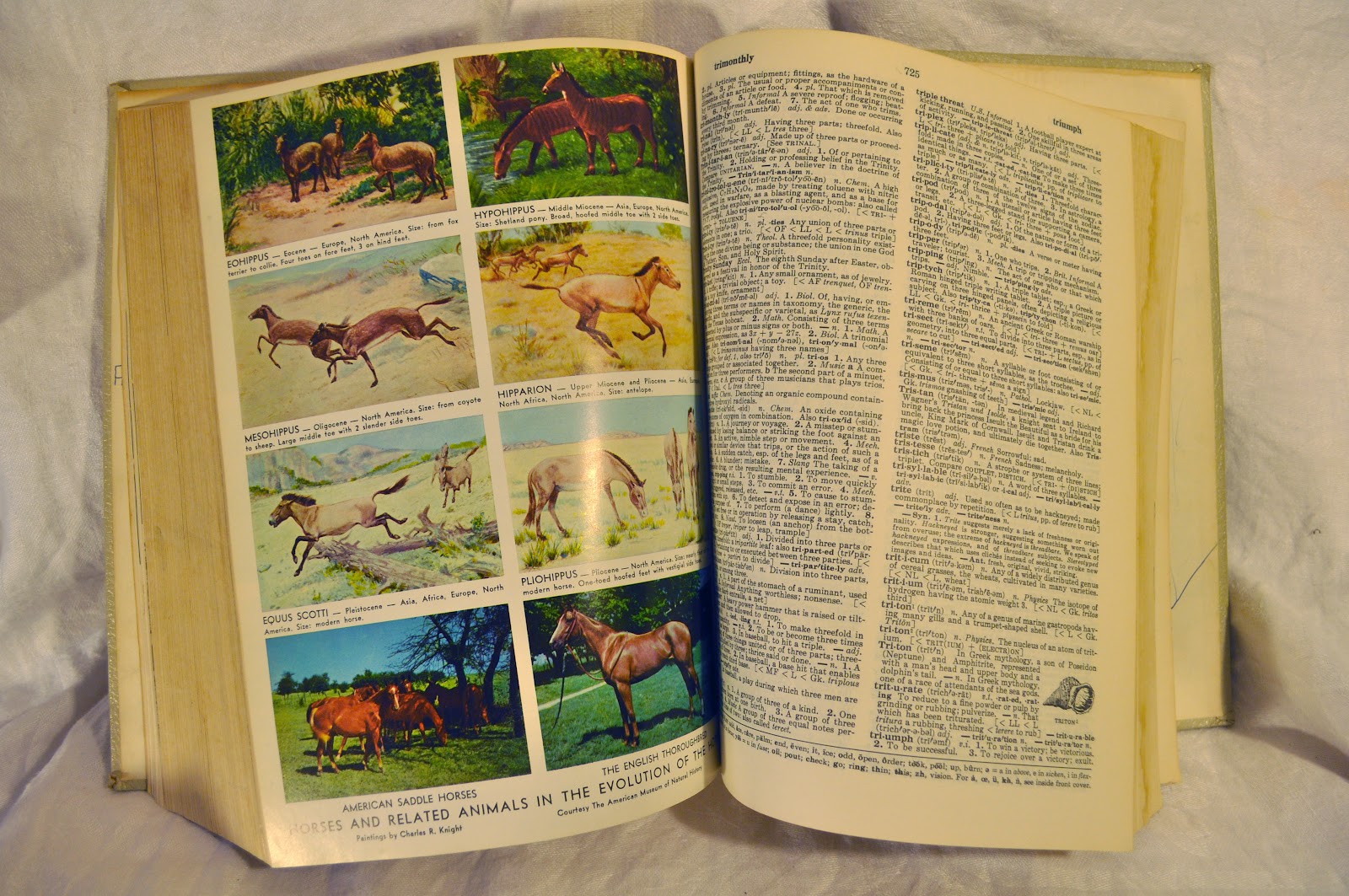 Stuff Hero: 4/25 Standard Encyclopedic Dictionary needs a home