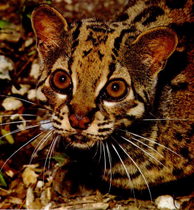 THE ANIMAL for JUST: Pardofelis badia