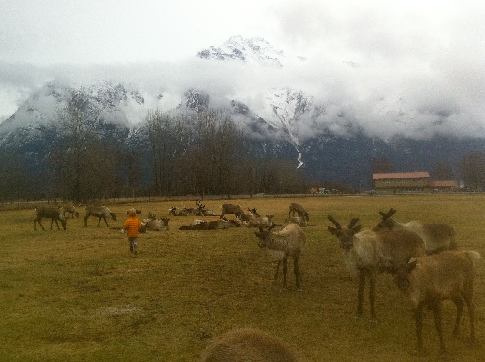 Angels in Alaska: Reindeer farm