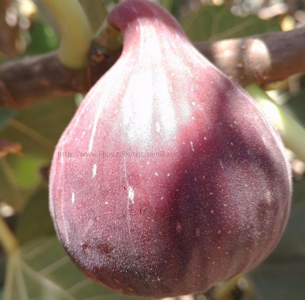 Pohon Ara-Tin: JENIS POHON TIN YANG BEREDAR DI INDONESIA