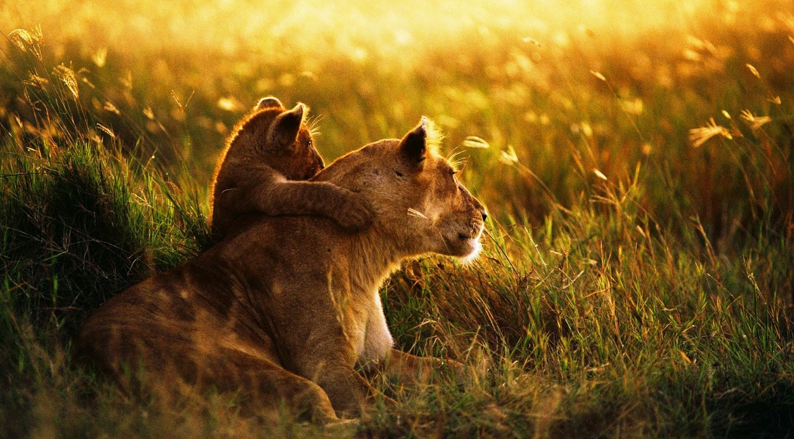 Gambar Singa Keren Keren | Kumpulan Gambar