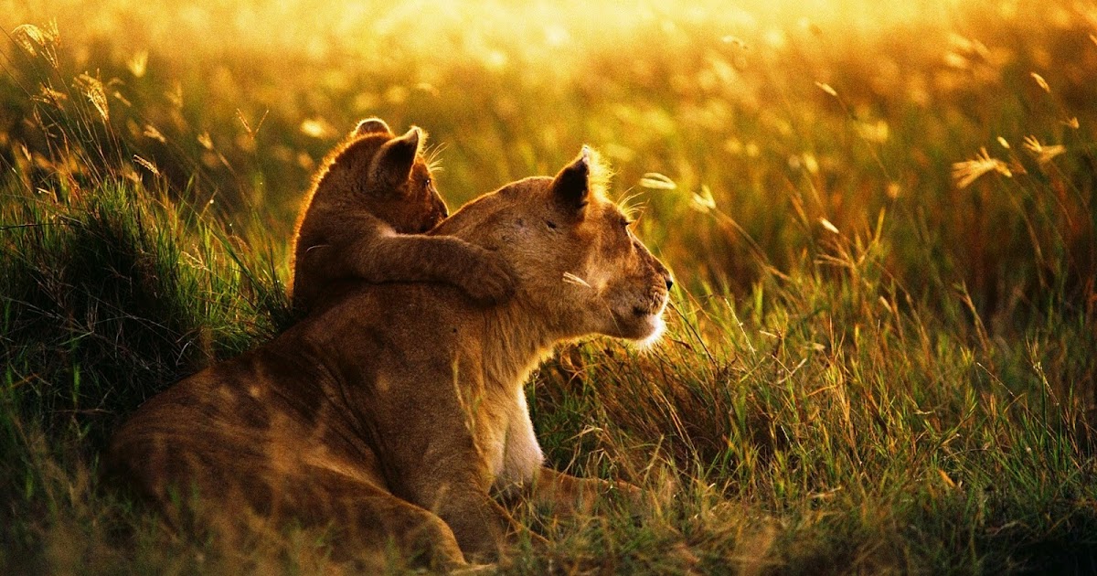 Wallpaper Hewan Seram : Gambar Serigala Seram 3d / Spesial 49 gambar ...