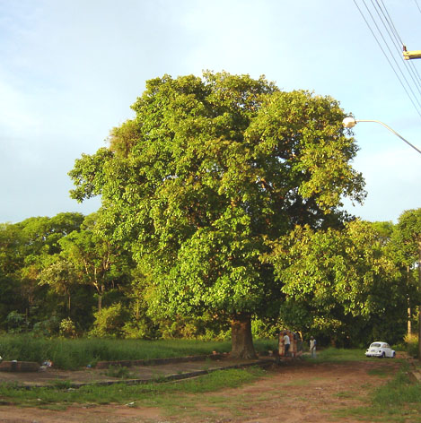 Abacate - Persea americana