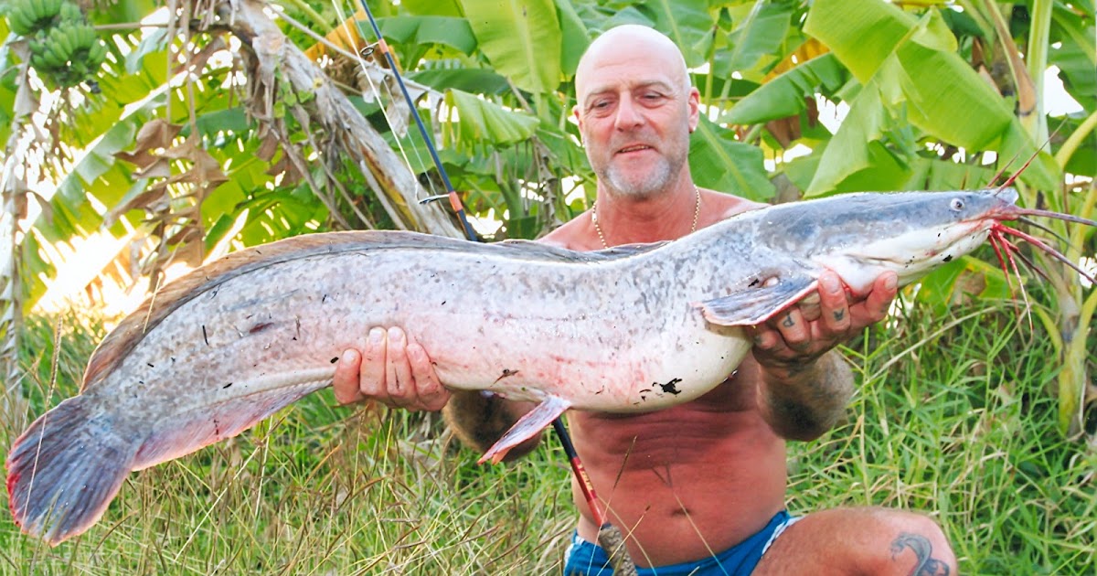 Big Fishes of the World: CATFISH SHARPTOOTH (Clarias gariepinus)