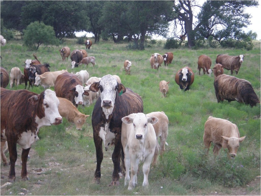 Coastal Bend Agriculture Briefs: Expert: Facts, education needed about ...