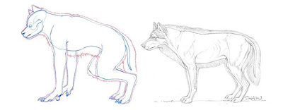 Master Project: Werewolf Anatomy