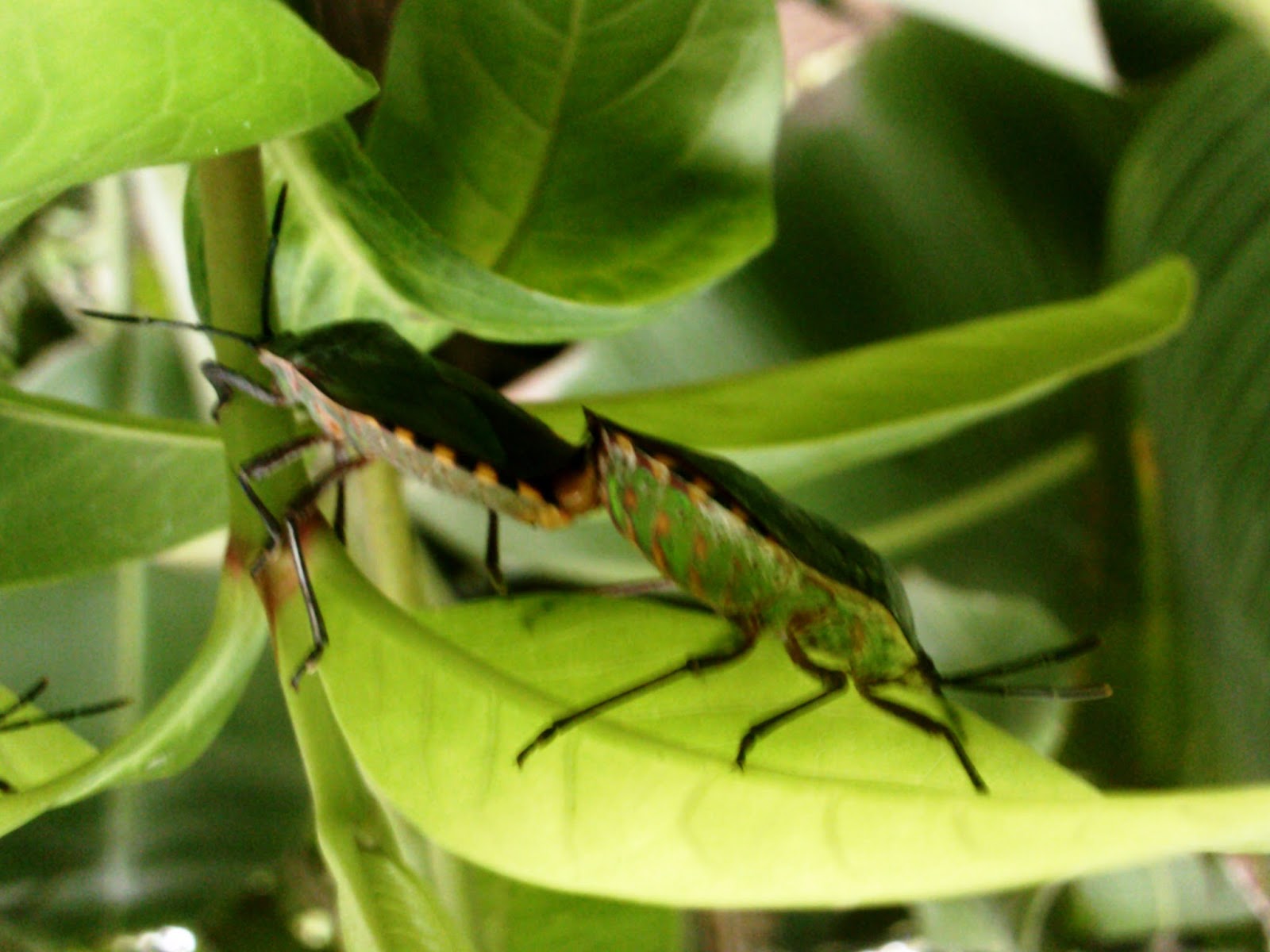 Gambar Bebas: Insect