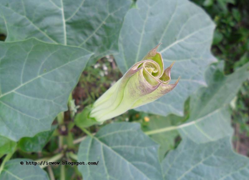 Devil's Trumpet(ধুতুরা ফুল) - Datura metel