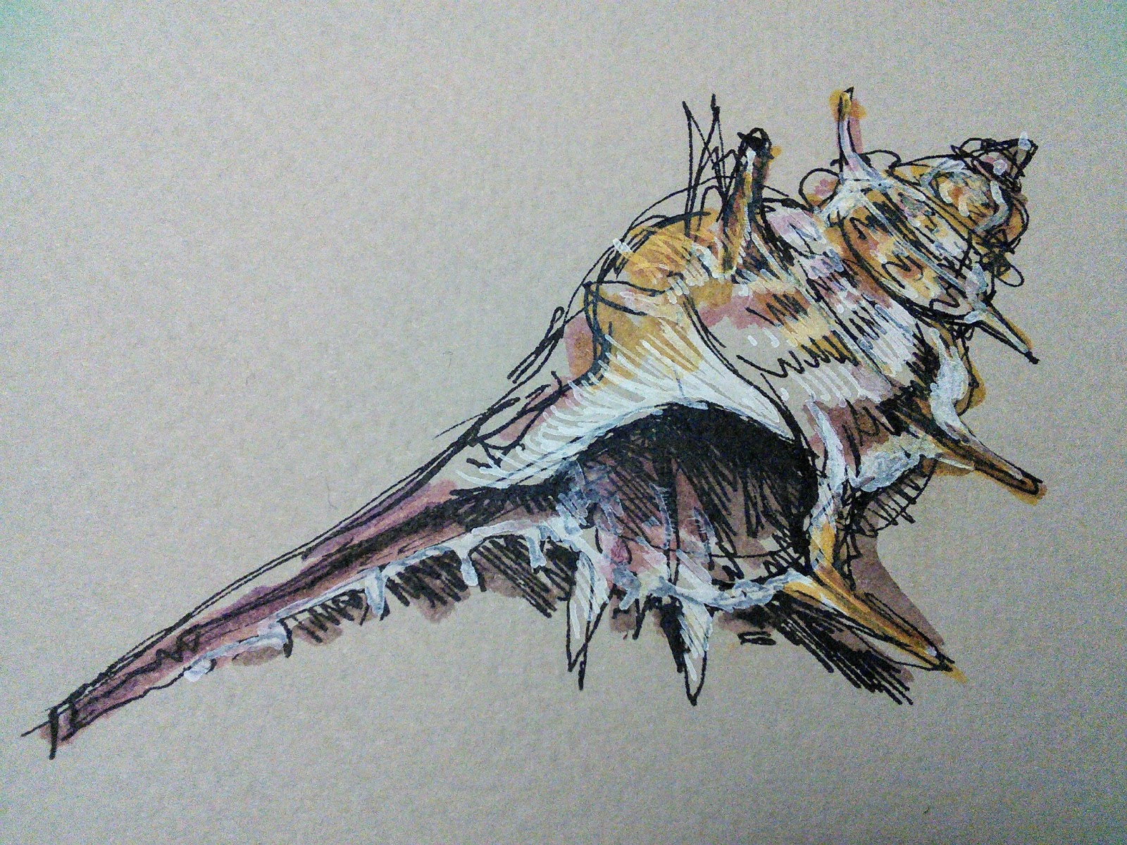 Create A Drawing A Day: I love shells. Shell drawing