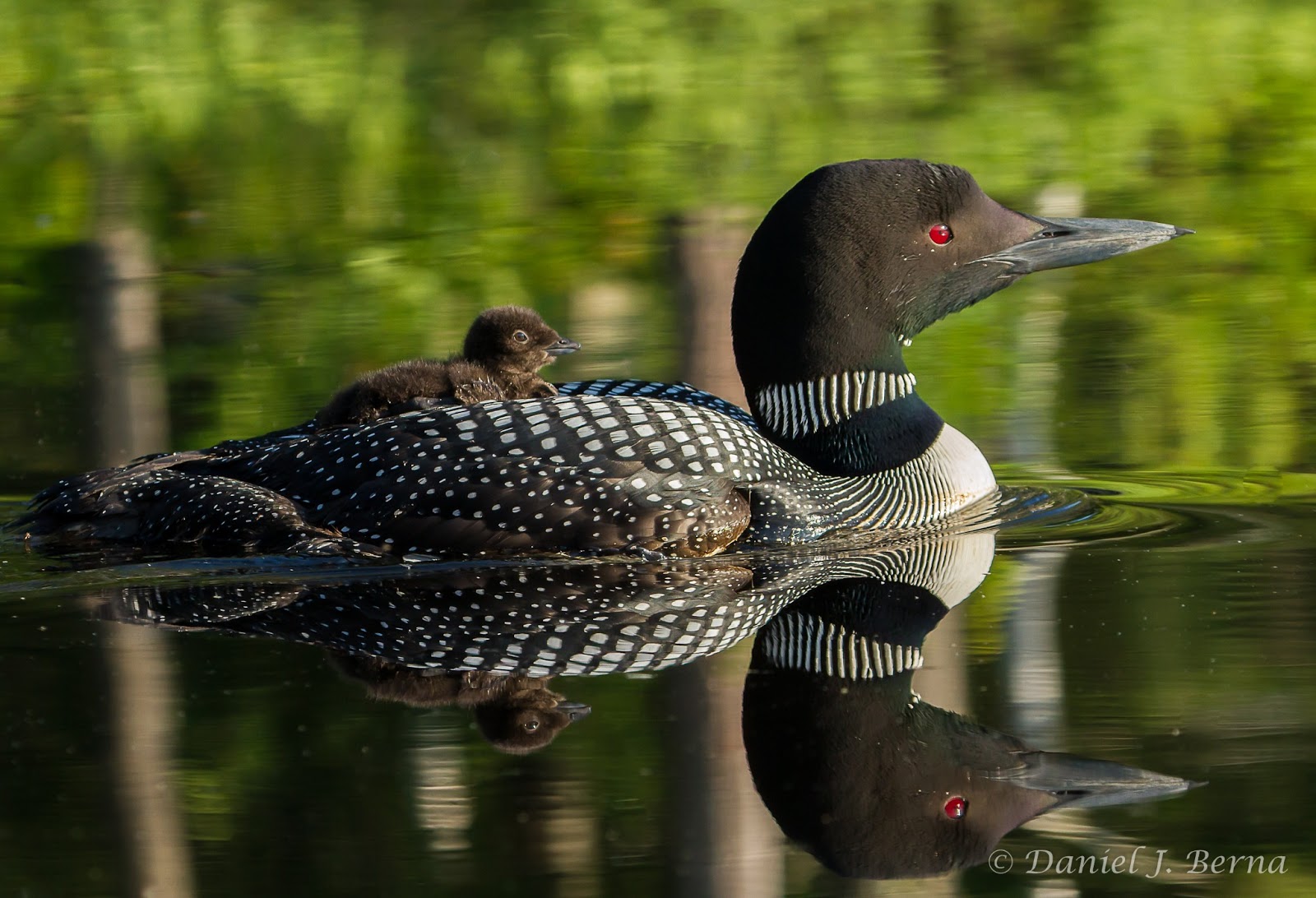 Daniel Berna Photography: Loons with chicks