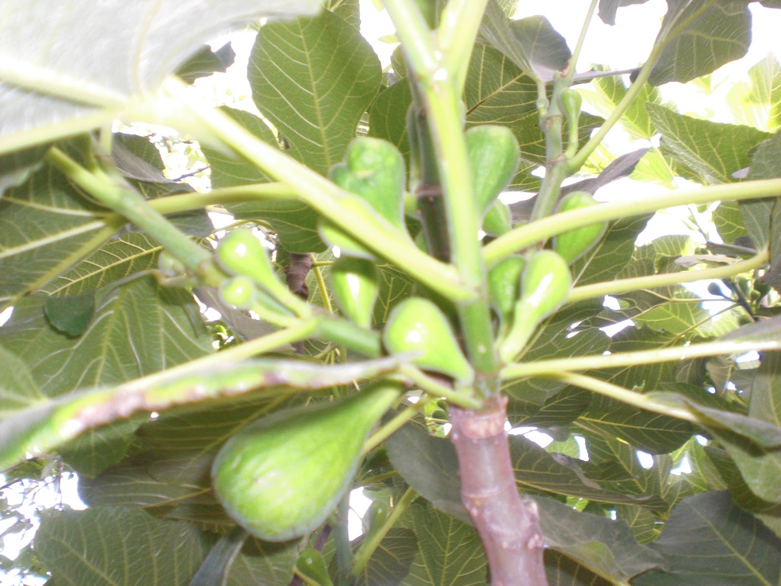 Perfumes y luces de Extremadura: Ficus carica. Higuera de higos ...