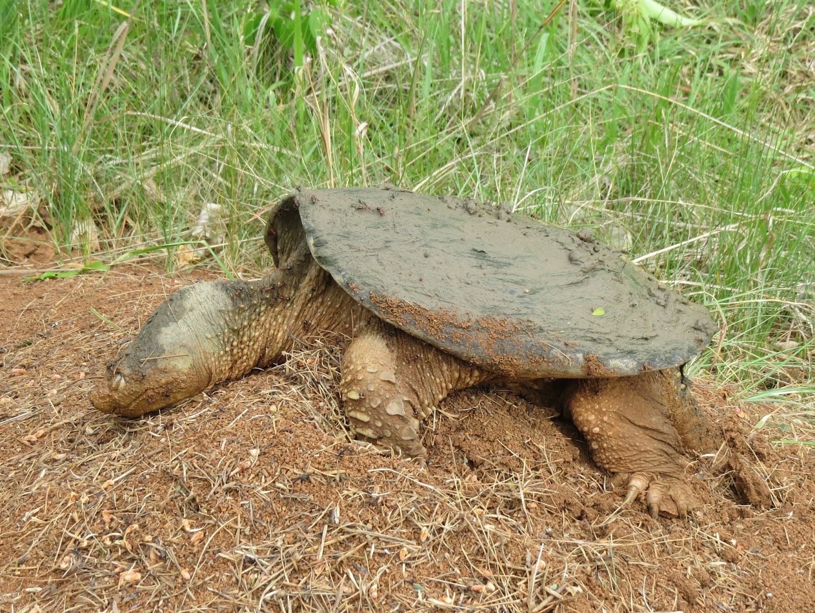 Blue Jay Barrens: Snapping Turtle Laying Eggs