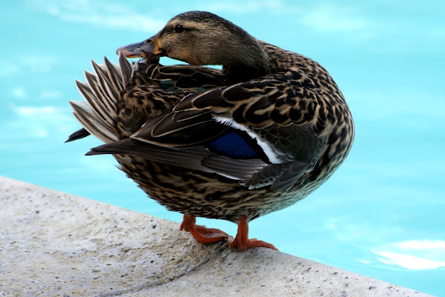 A photo, A thought............: Bird: Preening birds...............