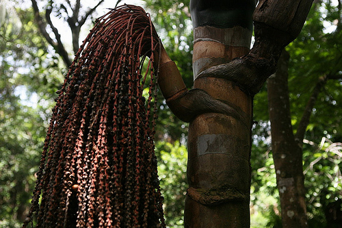 Q' Planta é Essa?: Bacaba ou Bacabaçu