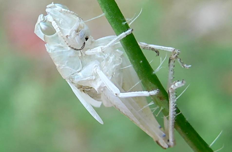 Ecdysis: When Growing Up is More than Skin Deep | The Ark In Space