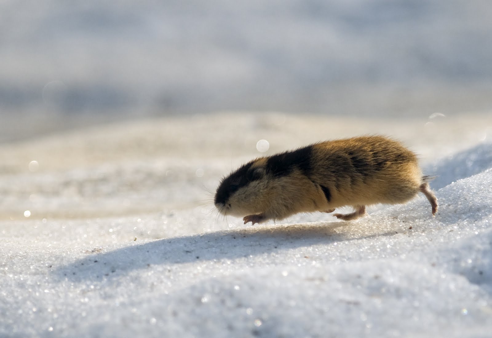 Naturarkivet: Lemenvandring over elva