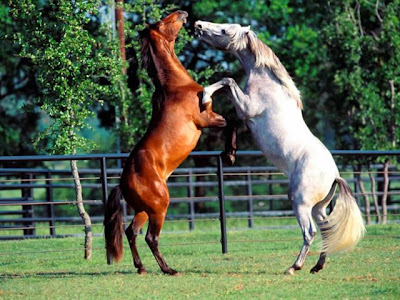 Resimleri: At Resimleri