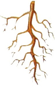 Perbedaan Tumbuhan Dikotil dan Monokotil