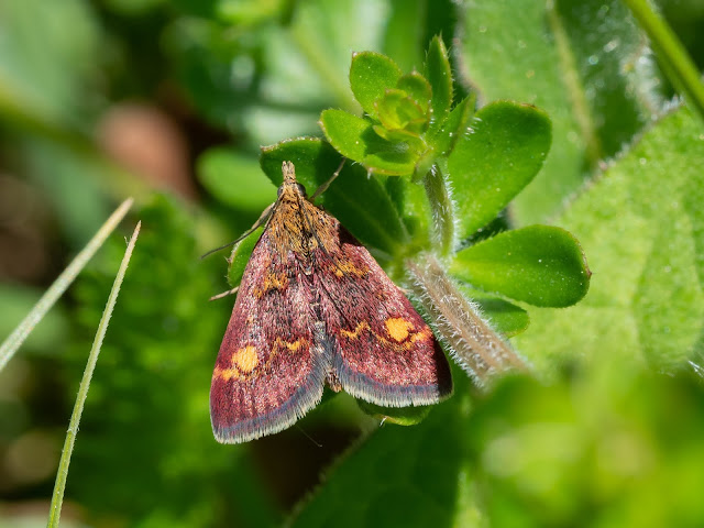 Noar Hill National Nature Reserve, Selbourne | Focusing on Wildlife