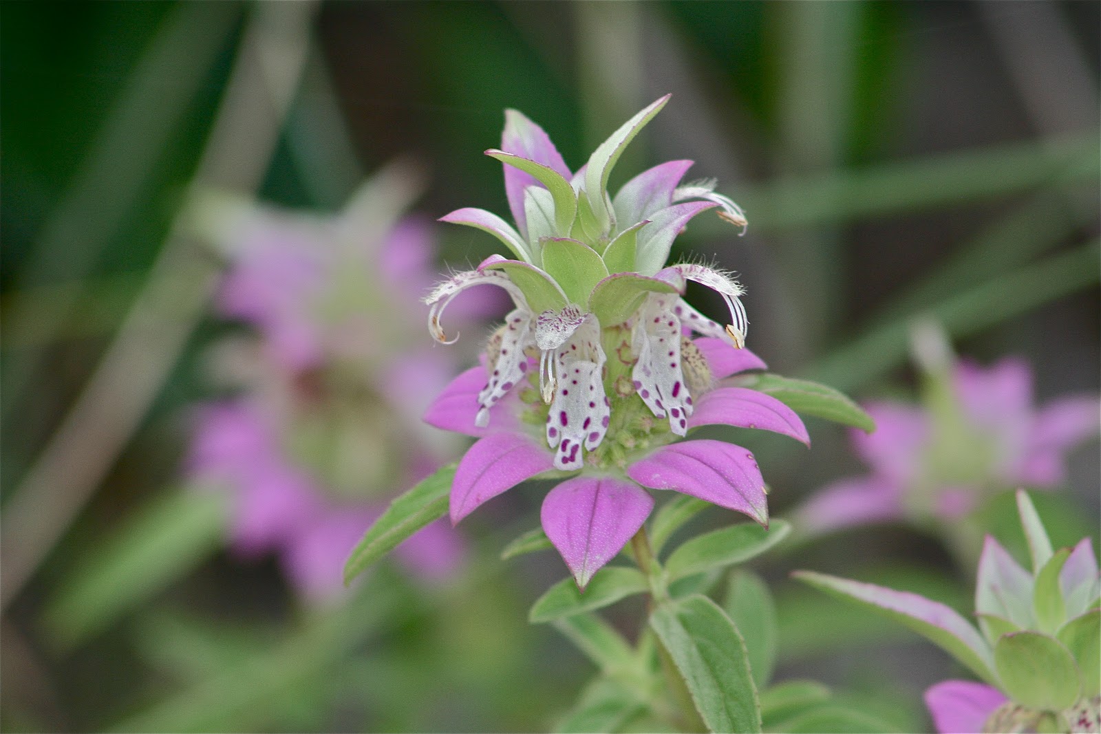 Kevin Songer: Green Roof and Urban Greening Plant, Monarda punctata ...