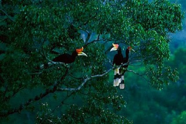 BUKIT LAWANG - GREE ZONE'S