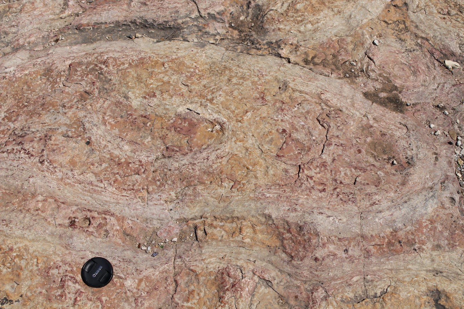 Finding Fossils...: Fossil Reefs around Austin