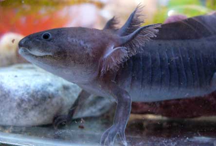 Ajolote o Axolote (Ambystoma mexicanum)