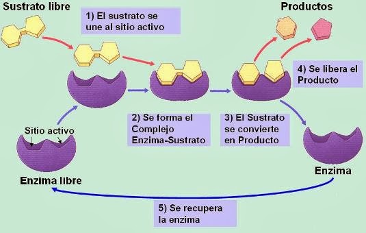 BIOLOGÍA 3º SECUNDARIA: Enzimas