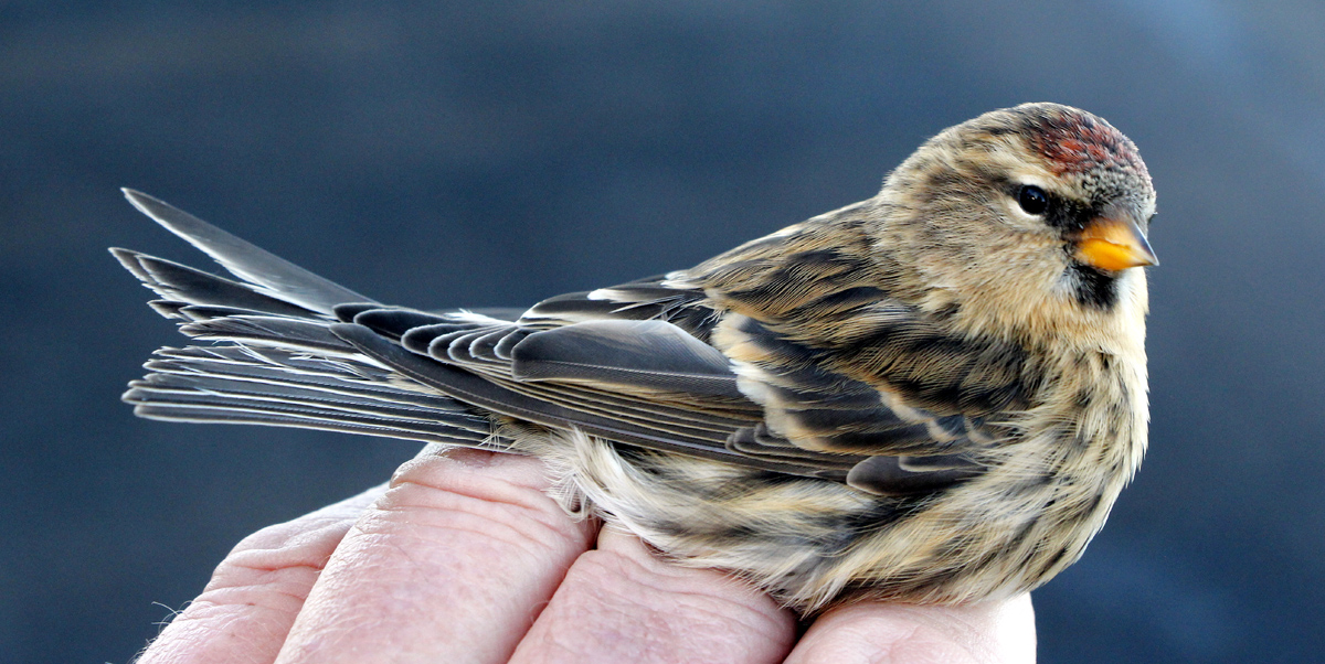 Another Bird Blog: Into The Moonlight