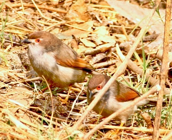 MOUNT ABU BIRDS MY PERSONAL COLLECTION: Photo Galleries Birds around ...