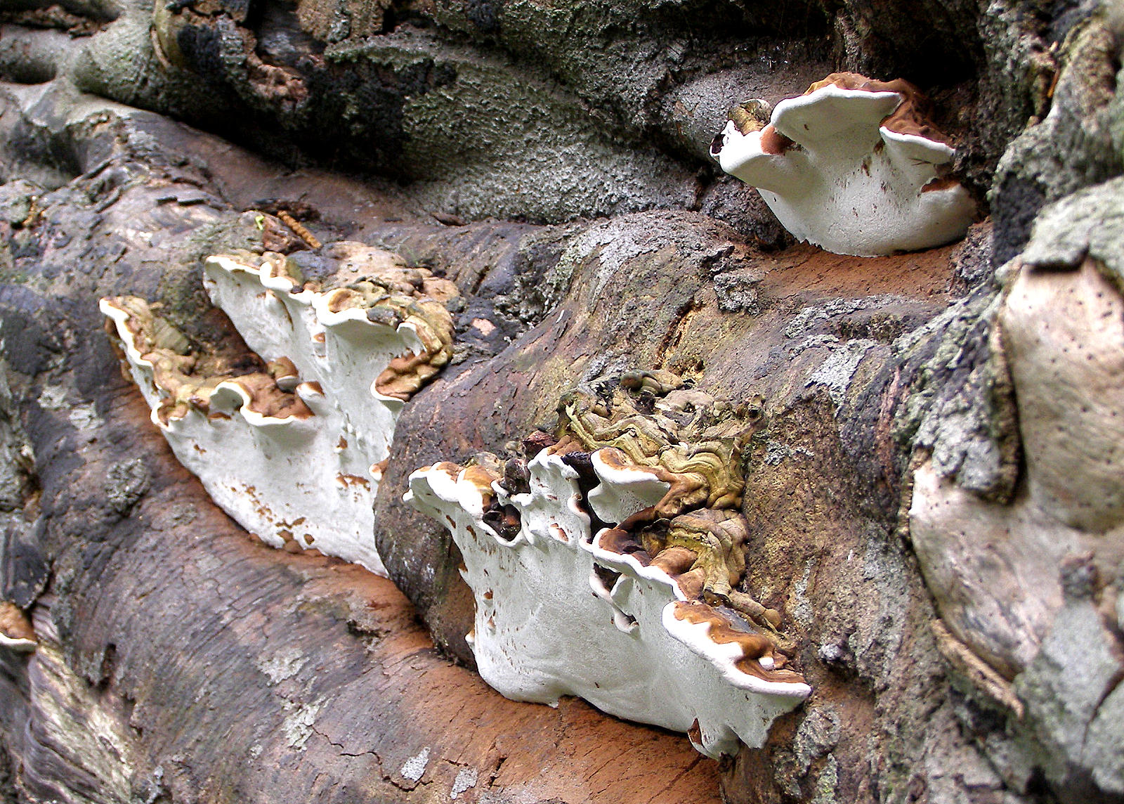 Random Jottings: August 2012