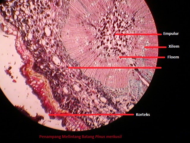 Wurzel: ANATOMI TUMBUHAN