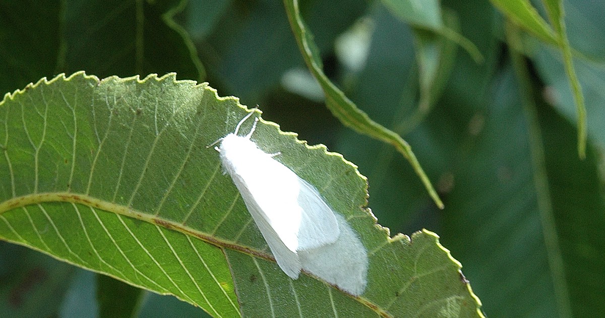 Northern Pecans: Fall webworm females laying eggs to start second ...